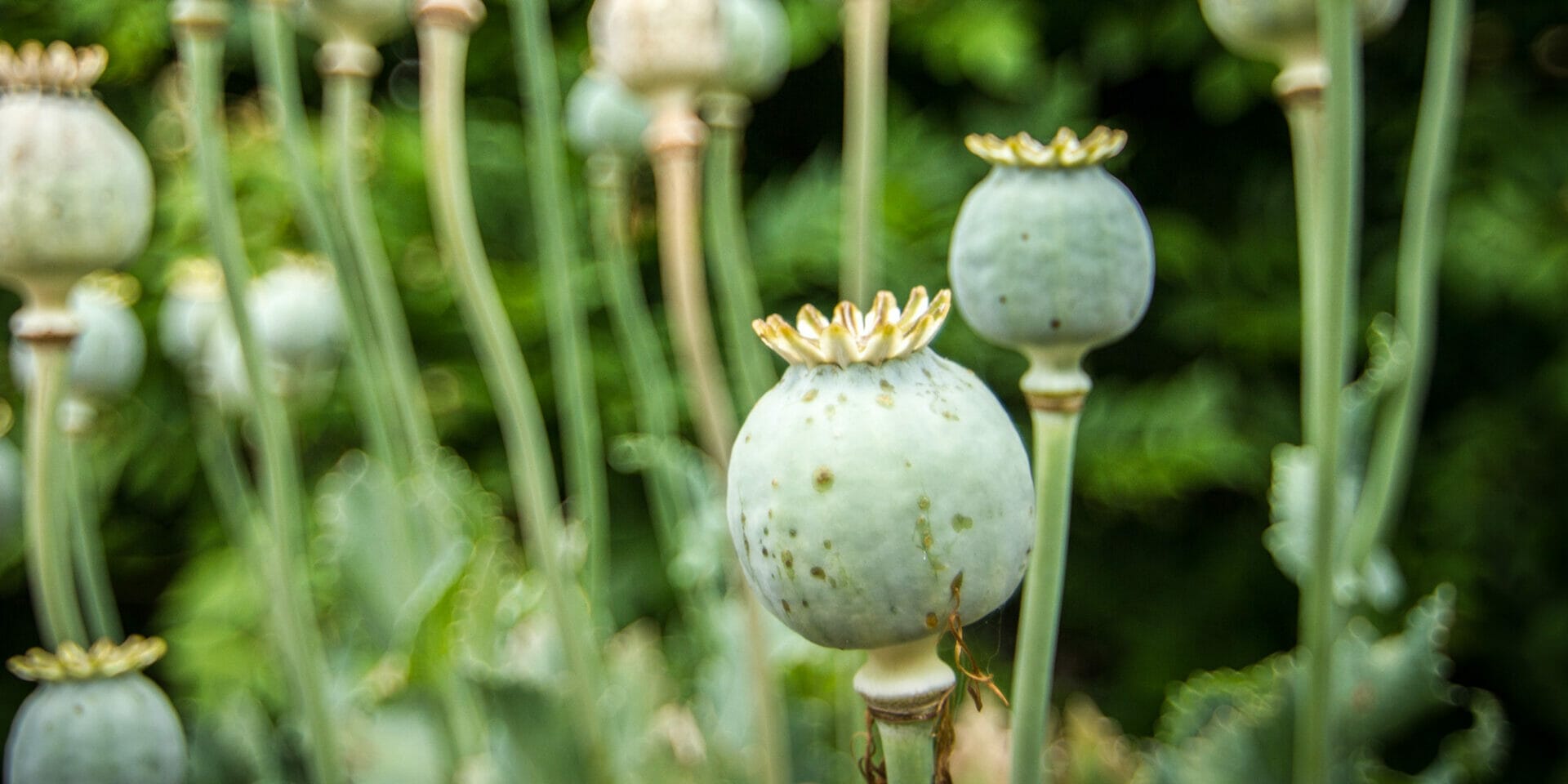 The Americans who made money from opium and where the profits went ...